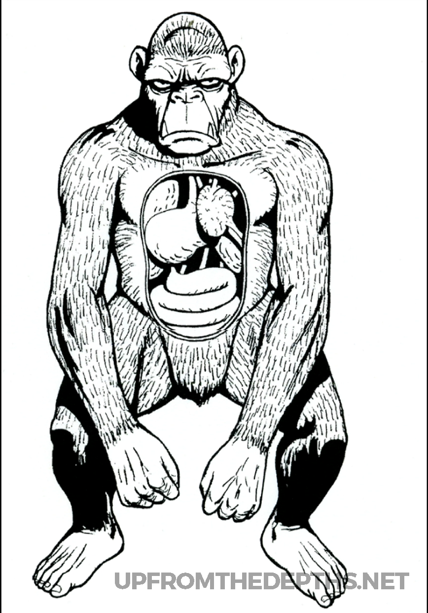 woo-anatomical-drawingwatermarked – Control All Monsters!
